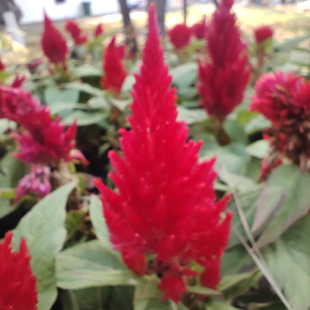 如果历史是一群喵 第1季 夏商西周篇：第13话 西周东周 - AcFun弹幕视频网 - 认真你就输啦 (?ω?)ノ- ( ゜- ゜)つロ